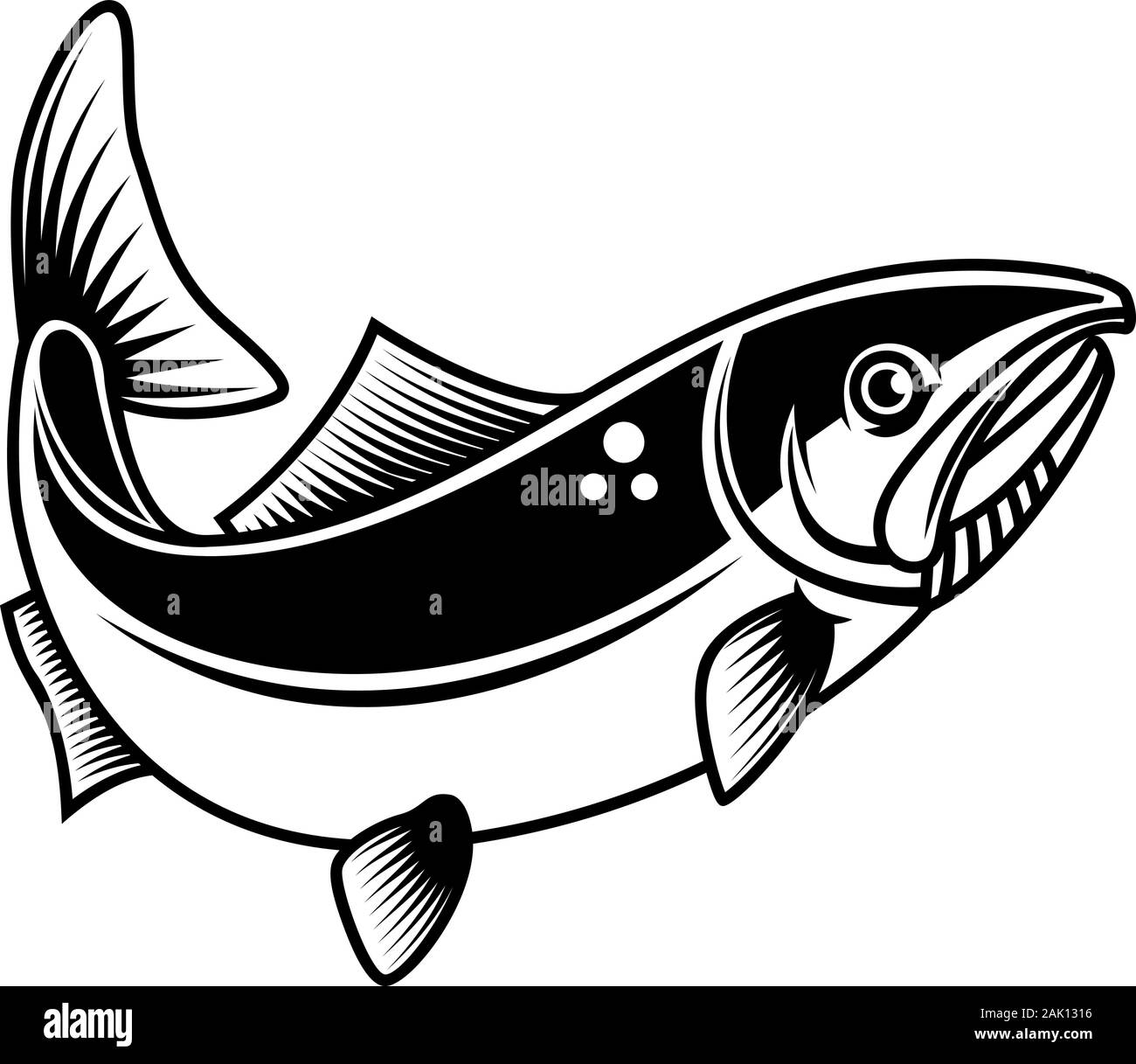Illustration of the salmon fish isolated on white background. Design ...
