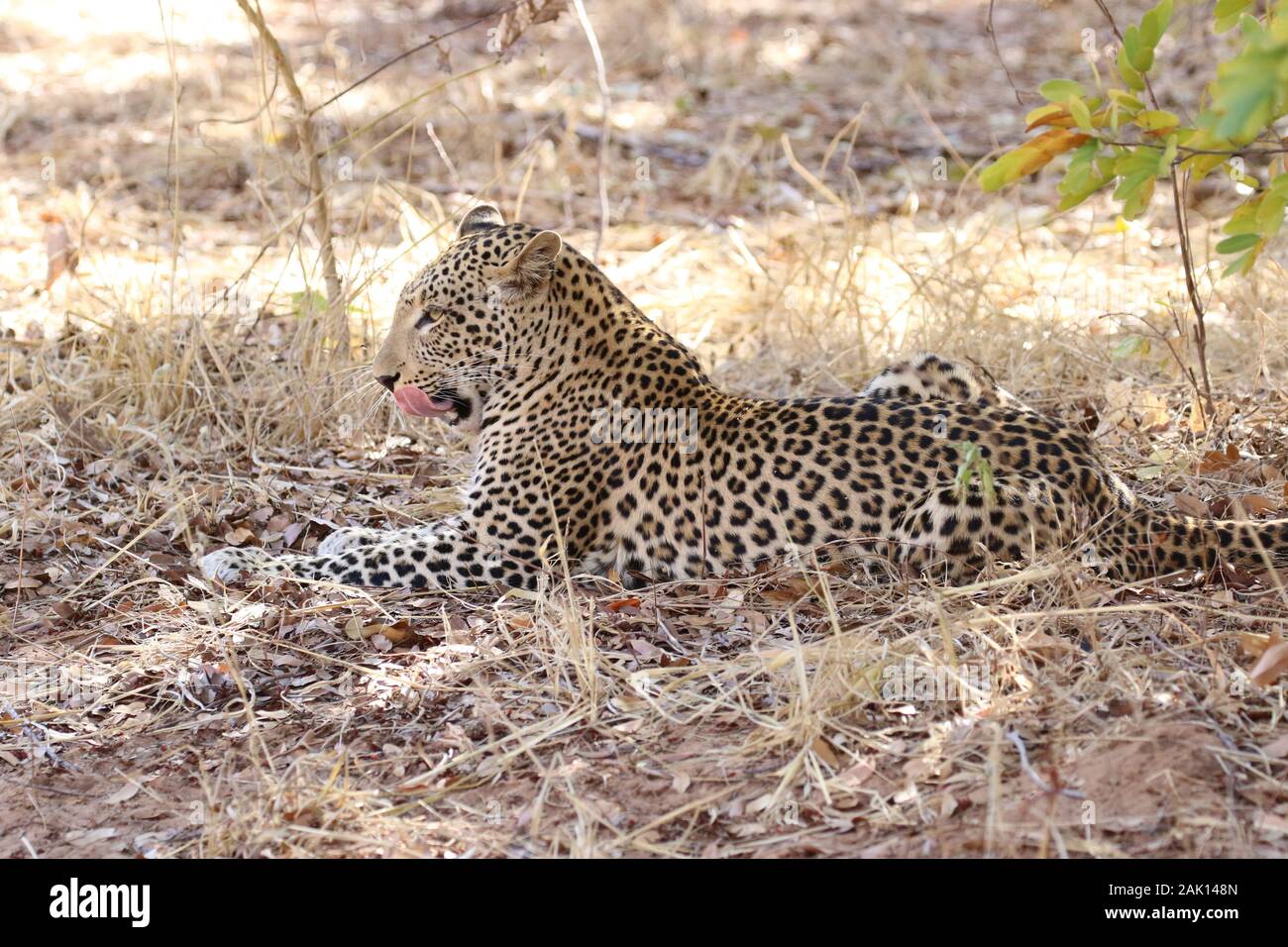 African leopard licking lips hi-res stock photography and images - Alamy