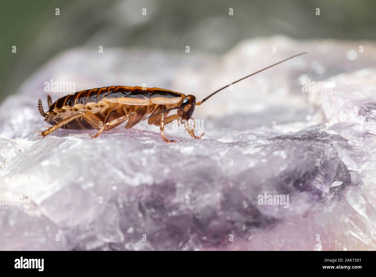 German cockroach (Blattella germanica Stock Photo - Alamy