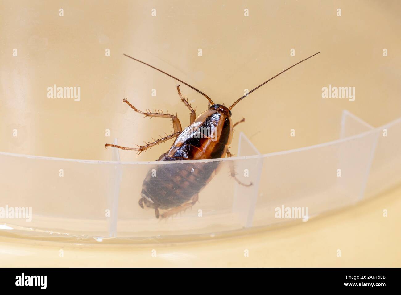 German cockroach (Blattella germanica Stock Photo - Alamy
