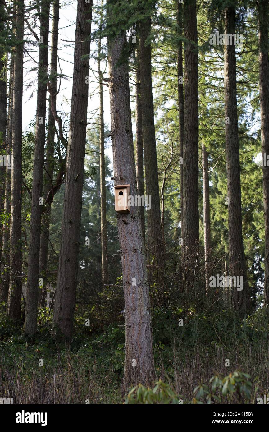 Owl house tree hi-res stock photography and images - Alamy