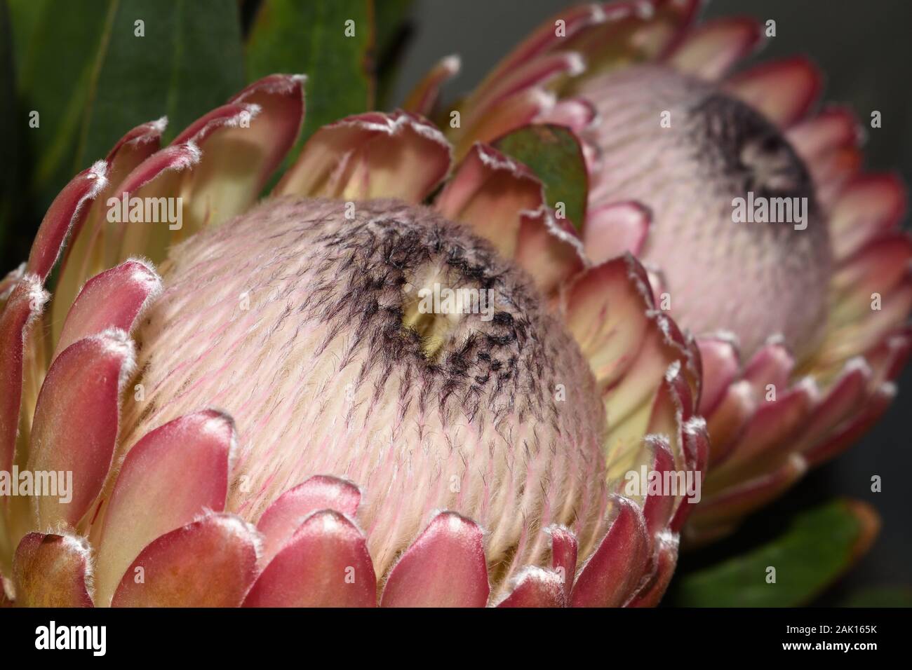 Pair Of Large Susara Protea Flowers (Protea susara Stock Photo - Alamy
