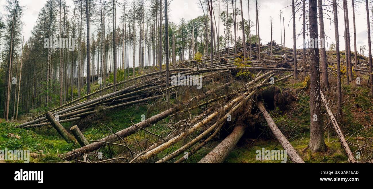 Strong wind trees hi-res stock photography and images - Alamy