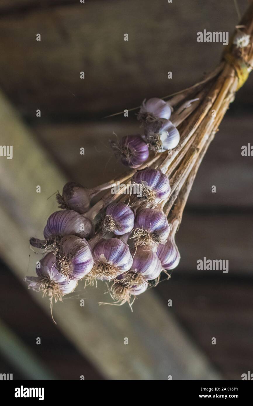 bunch of garlic hanging in the shed Stock Photo - Alamy