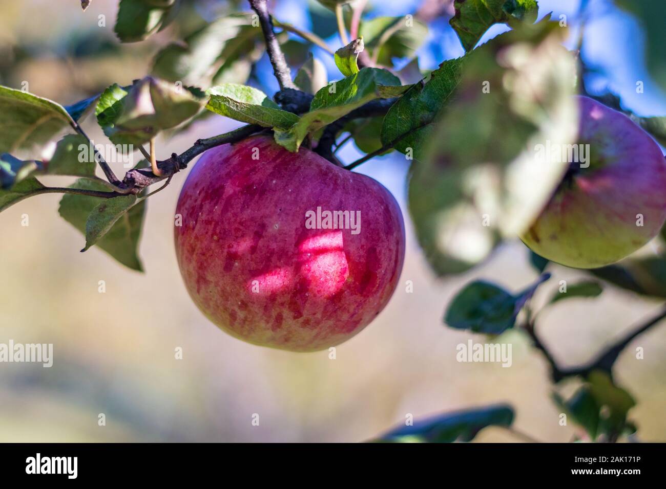 Apple tree with fruit ripe hi-res stock photography and images - Alamy