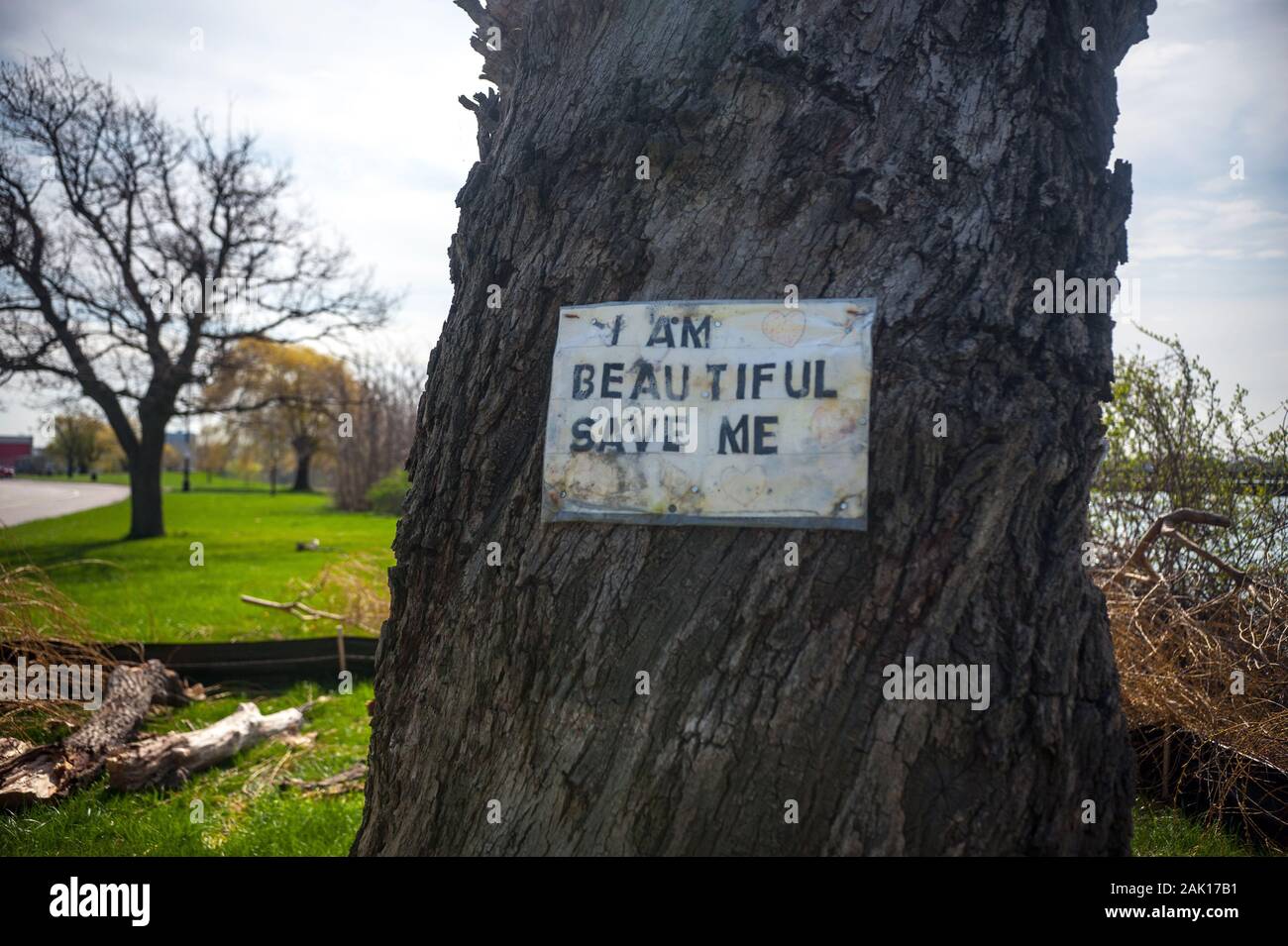 "I Am Beautiful Save Me" sign on an old tree, Belle Isle Park, Detroit ...