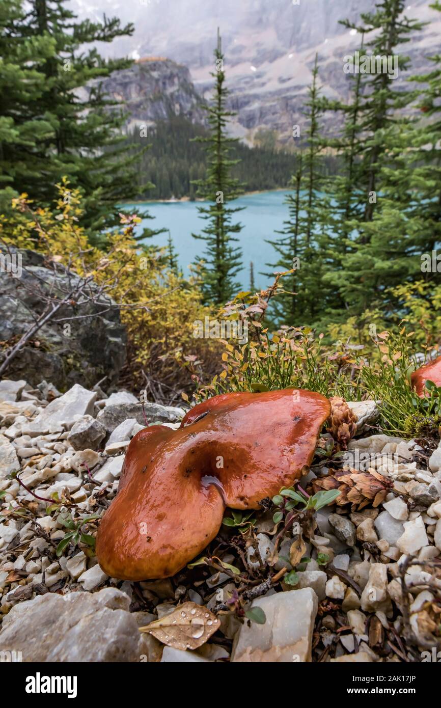 Fungus lake hi-res stock photography and images - Alamy