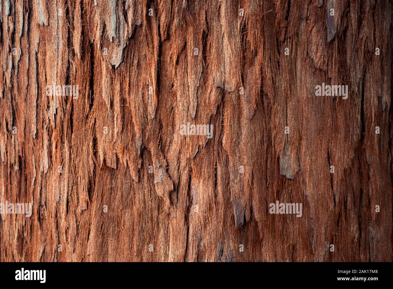 Redwood texture hi-res stock photography and images - Alamy