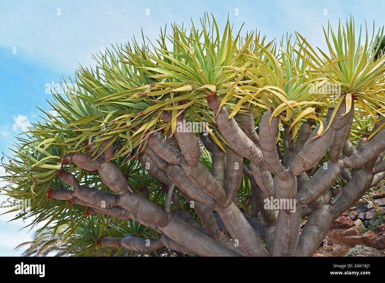 Dragon tree from below with blue sky background Stock Photo - Alamy