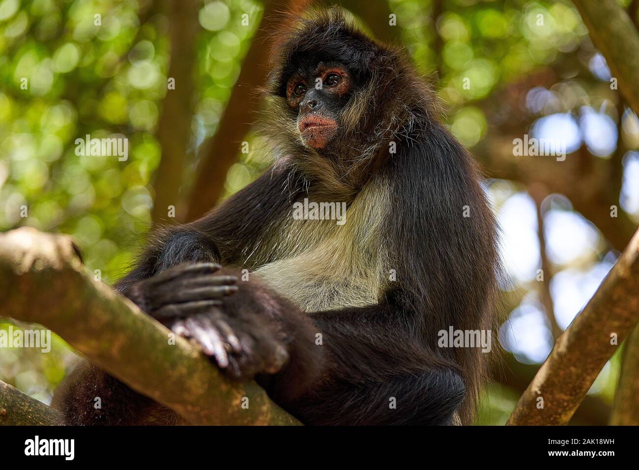 Monkeys in a tree Stock Photo - Alamy