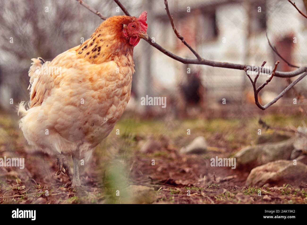 Hen farm hi-res stock photography and images - Alamy
