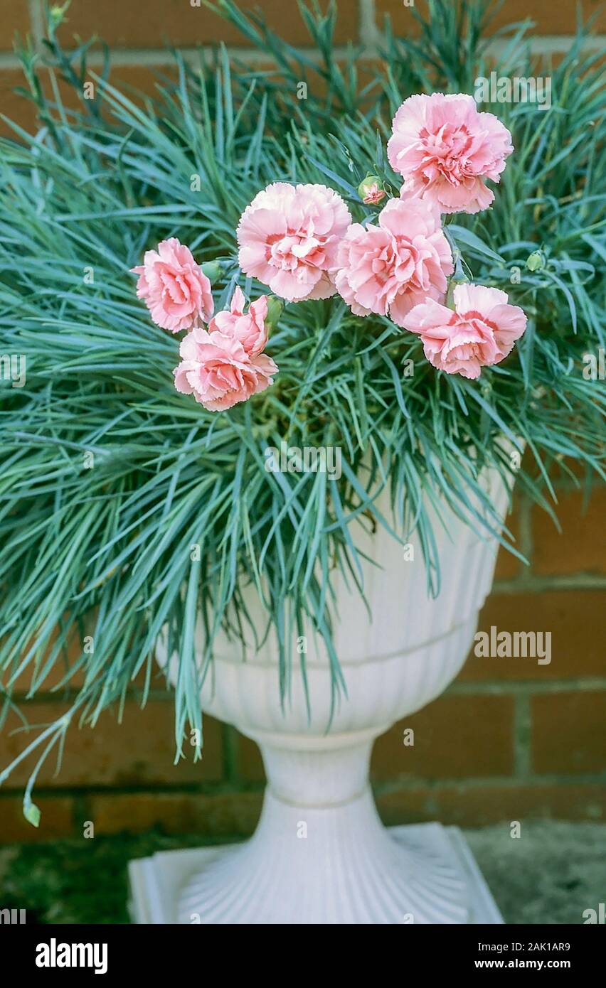 Dianthus doris hi-res stock photography and images - Alamy