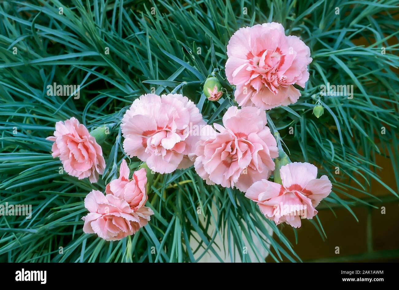 Dianthus Caryophyllus Leaves