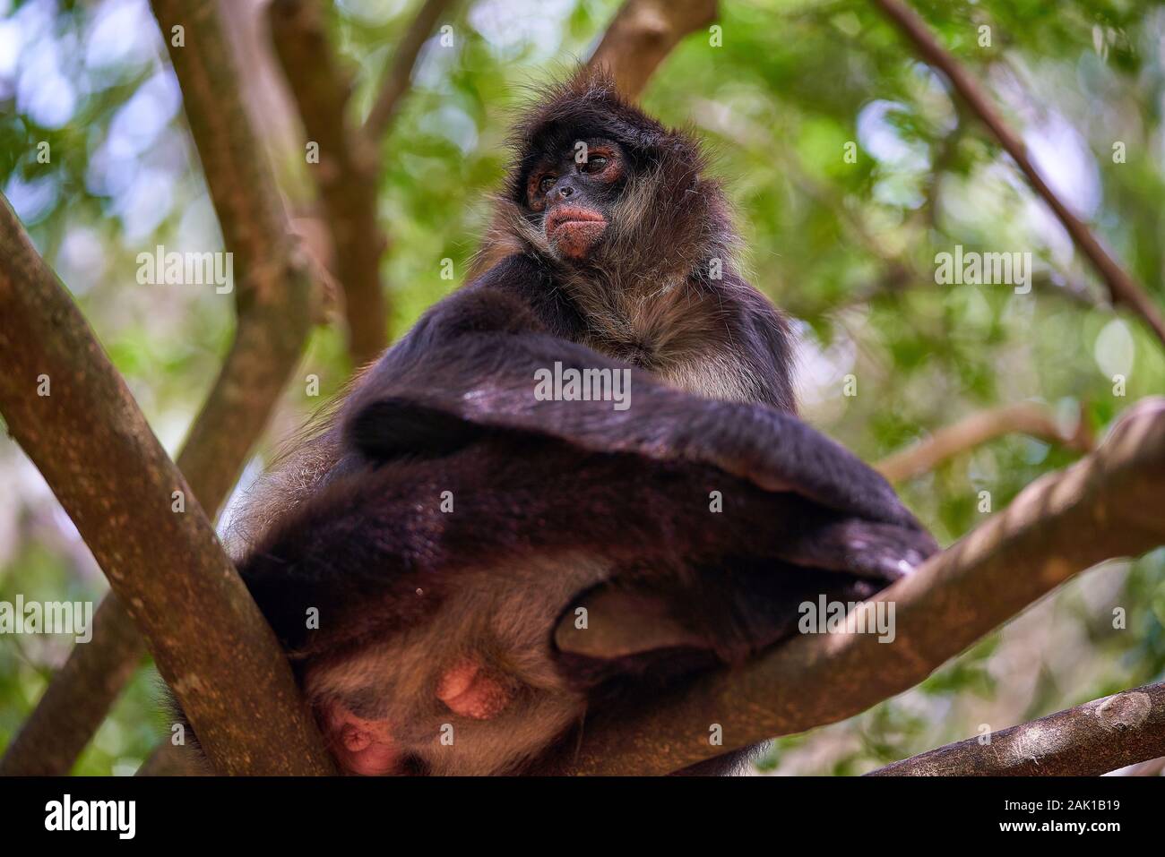 Monkeys in a tree Stock Photo - Alamy