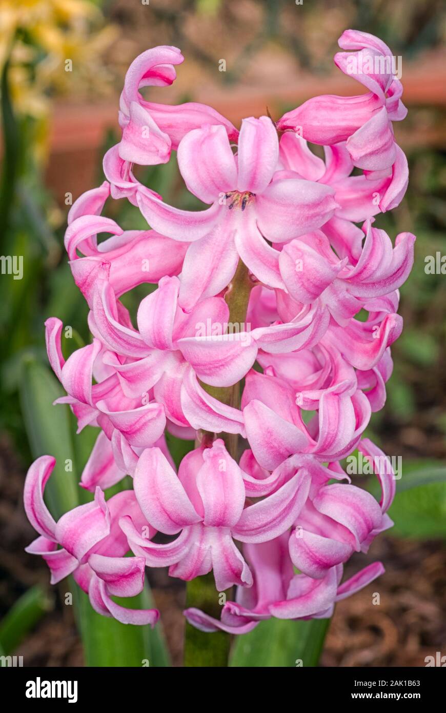 Pink hyacinth (Hyacinthus orientalis) in the garden Stock Photo - Alamy