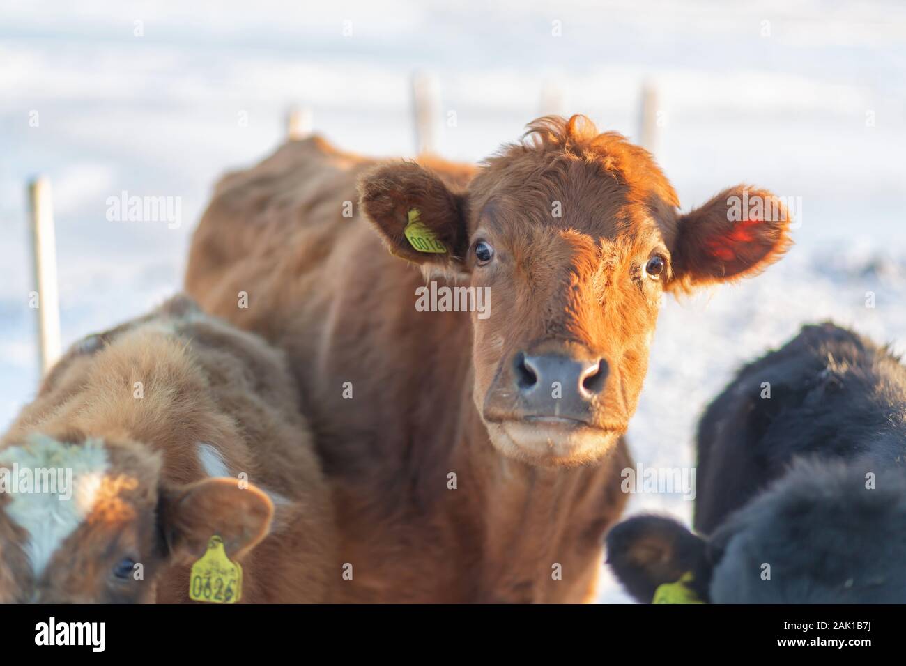 Portrait of an Icelandic cow on a farm in winter in the snow Stock ...