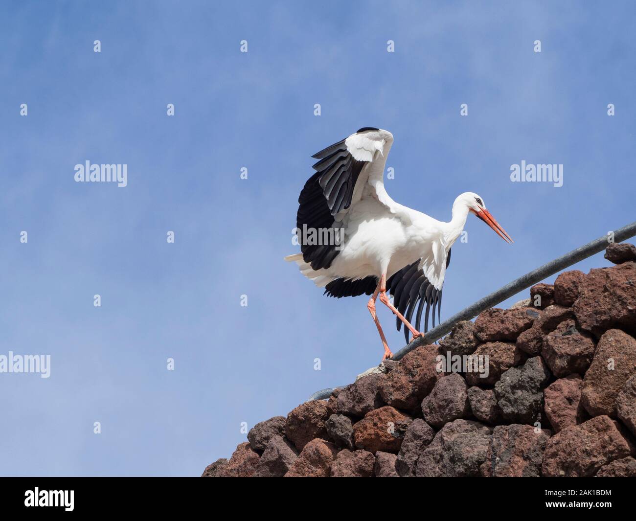 Freedom flying stork bird hi-res stock photography and images - Alamy