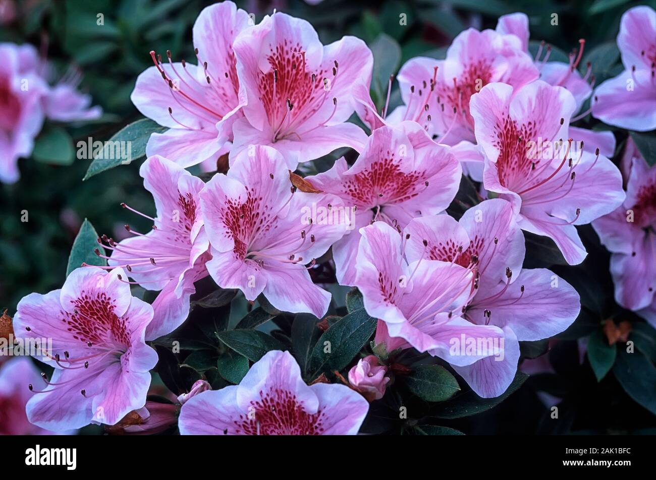 Rhododendron cv. Occhio di Pernice, Azalea, Ericaceae, shurbs, flowers ...