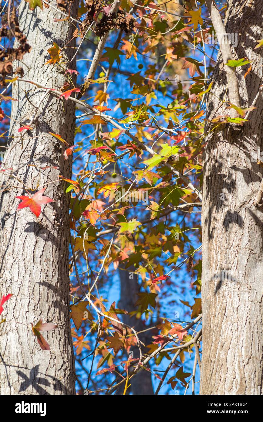 Vertical trees hi-res stock photography and images - Alamy