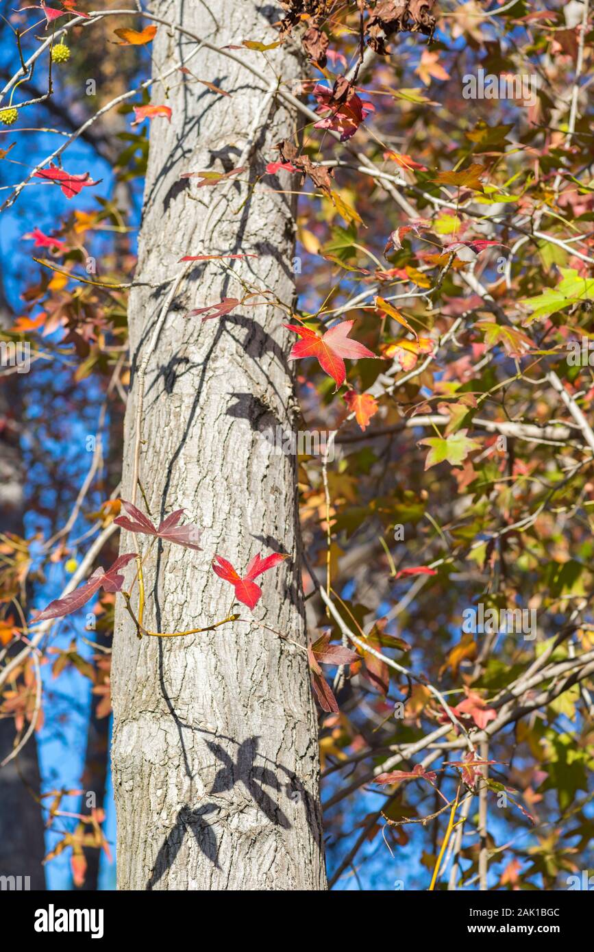 Vertical trees hi-res stock photography and images - Alamy