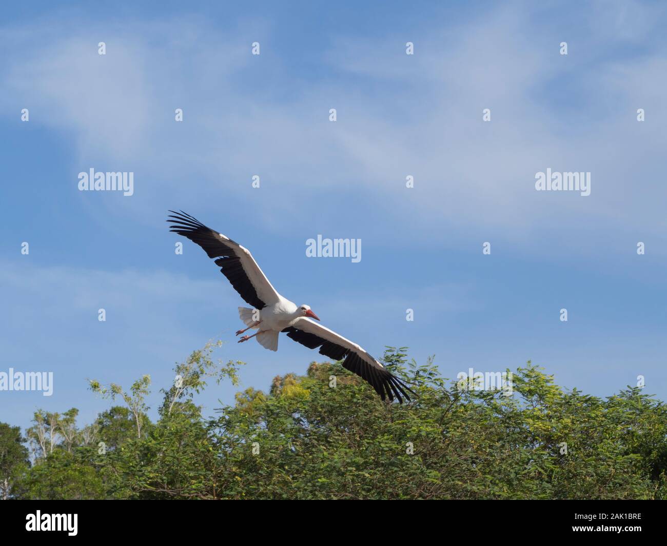 Flying flee hi-res stock photography and images - Alamy