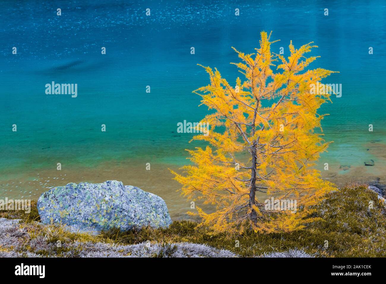 Alpine Larch, Larix lyallii, aka Lyall's Larch and Suballpine Larch, at ...