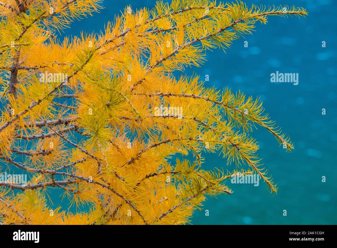 Alpine Larch, Larix lyallii, aka Lyall's Larch and Suballpine Larch, at ...