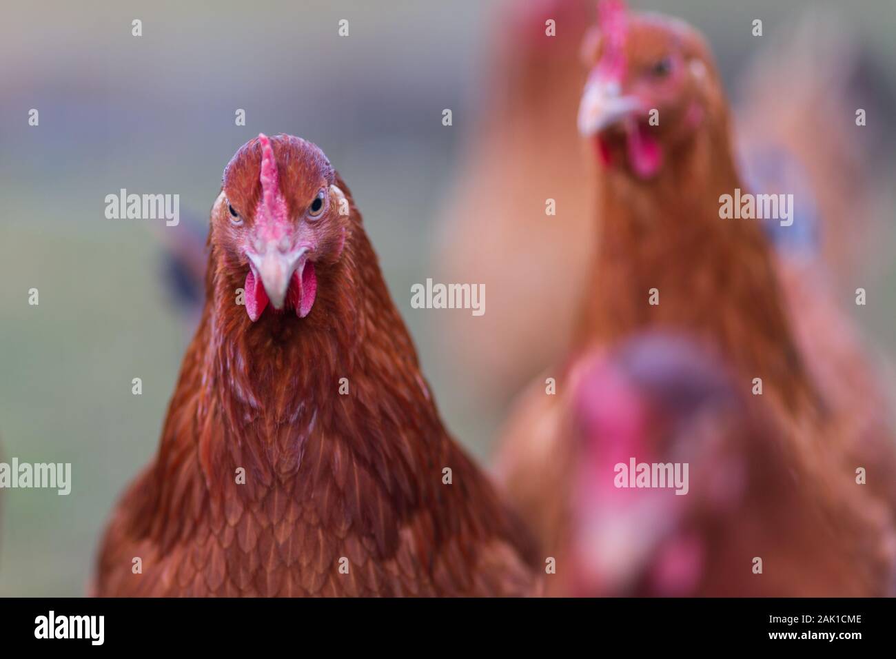 Angry hen close up hi-res stock photography and images - Alamy