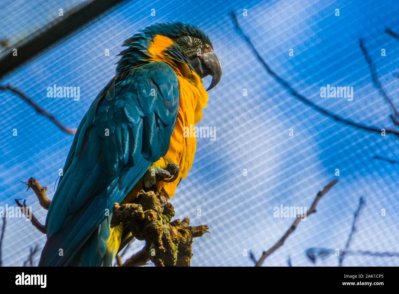 closeup of a blue throated macaw parrot roosting, critically endangered ...