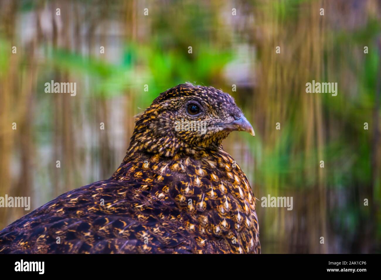 female crimson horned pheasant with its face in closeup, tropical bird ...