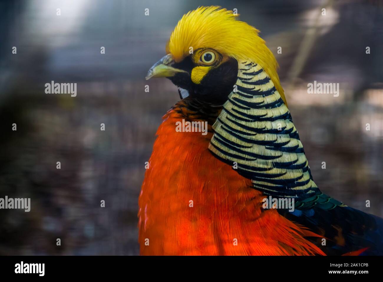 closeup of the face of a male golden pheasant, colorful tropical bird ...