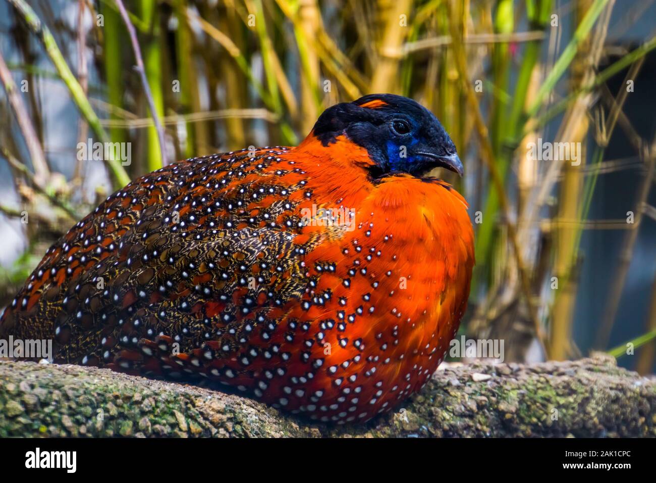 beautiful closeup portrait of a male crimson horned pheasant, Horned ...