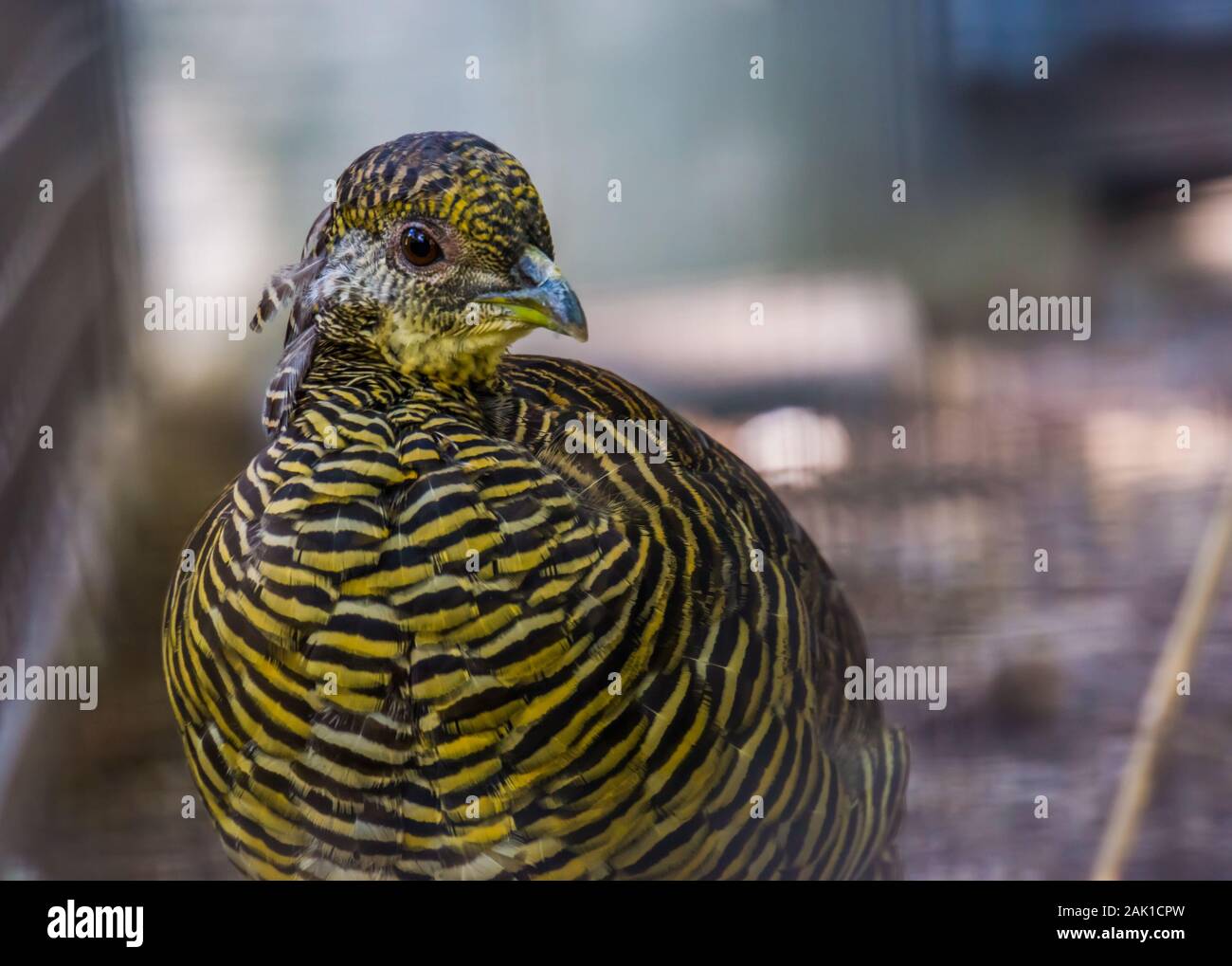 female golden pheasant face in closeup, tropical bird specie from china ...