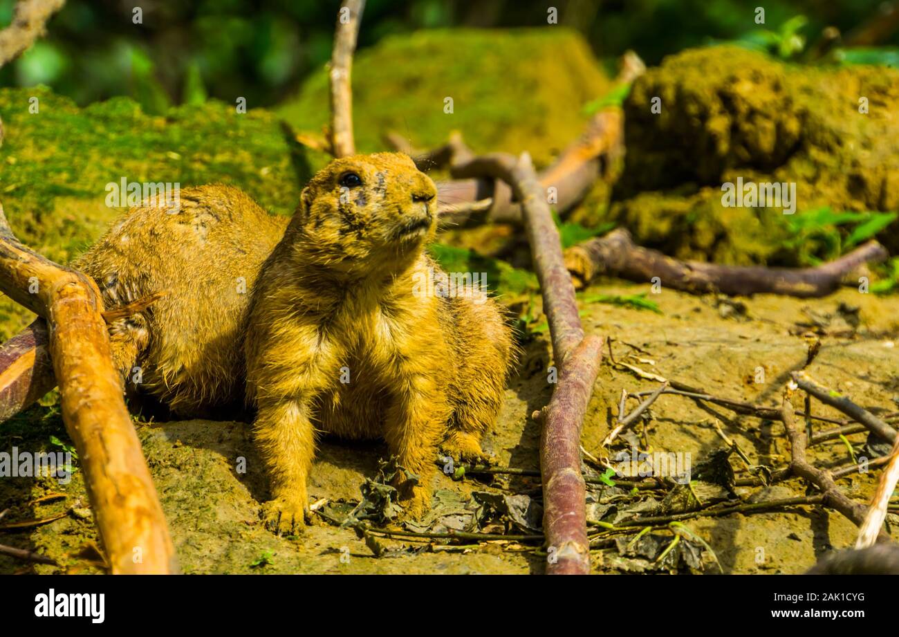 Adorable portrait of a black tailed prairie dog in closeup, cute and ...