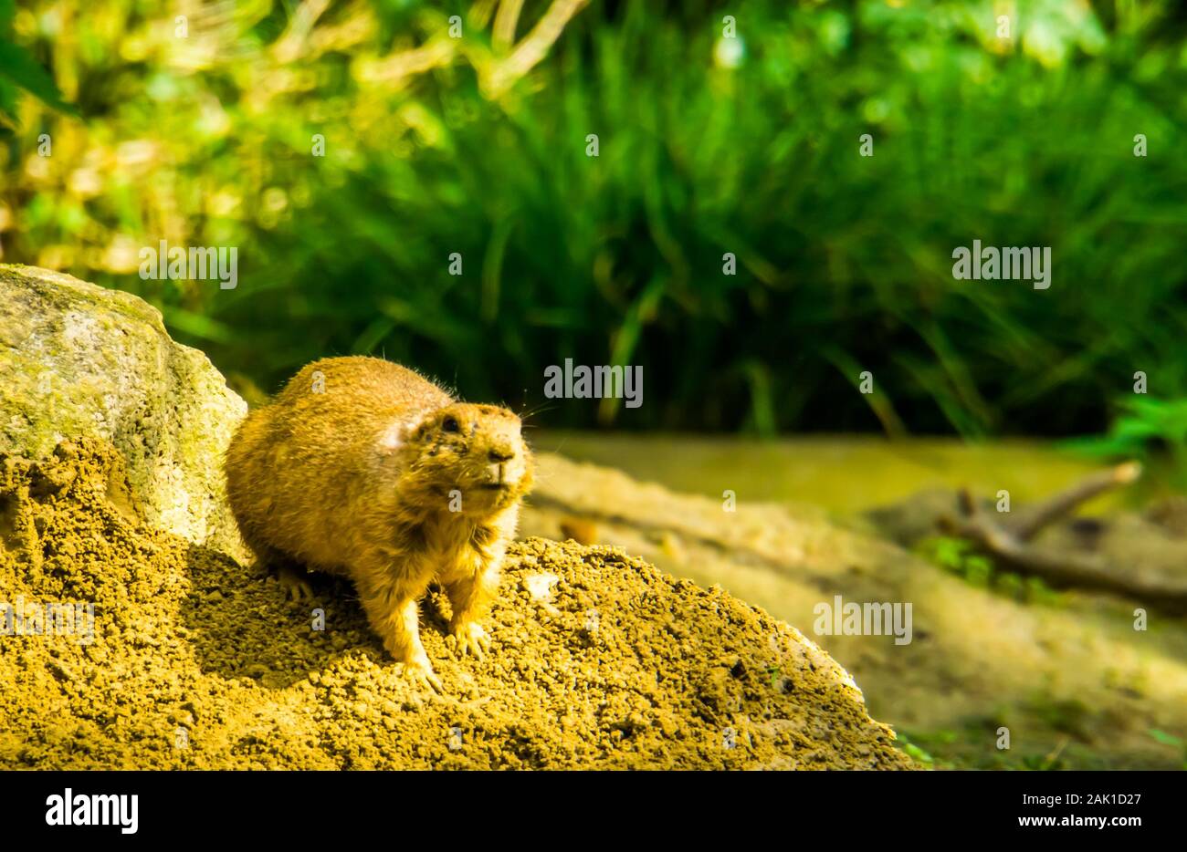Tropical rodent hi-res stock photography and images - Alamy