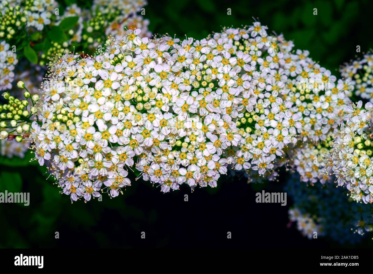 Reeves spirea hi-res stock photography and images - Alamy