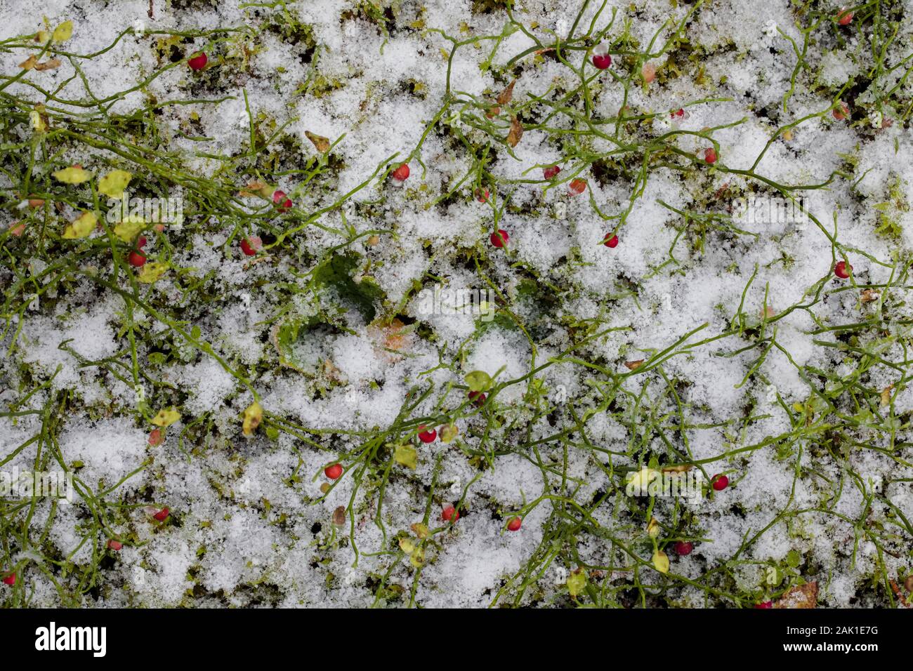 Vaccinium scoparium hi-res stock photography and images - Alamy