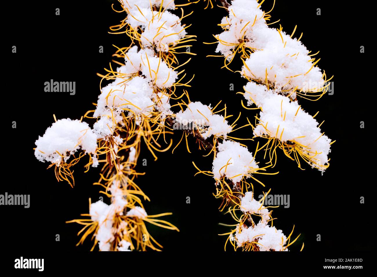 Alpine Larch, Larix lyallii, aka Subalpine Larch and Lyall's Larch, in ...