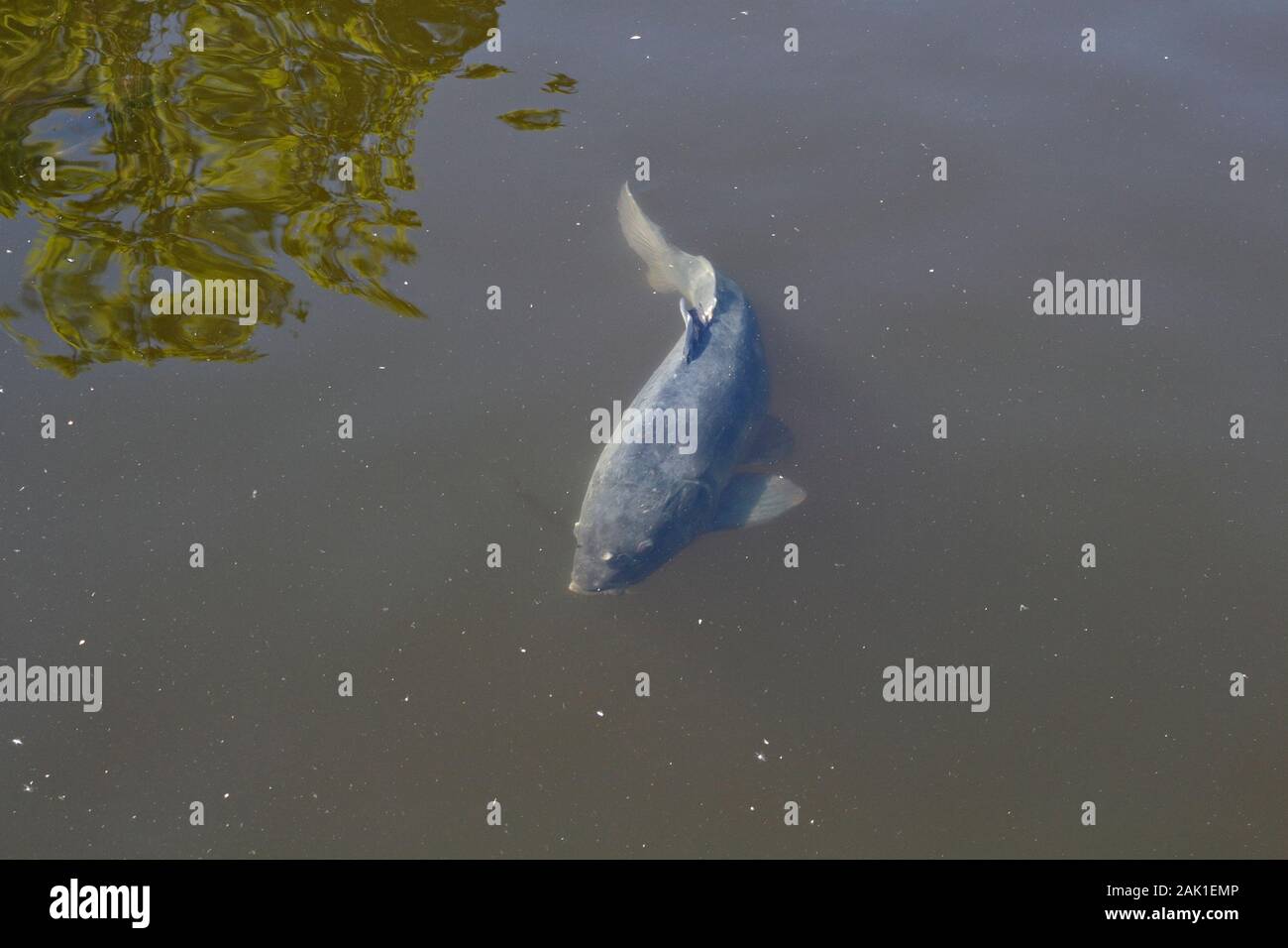 Carp freshwater fish, Sheffield canal England Stock Photo - Alamy