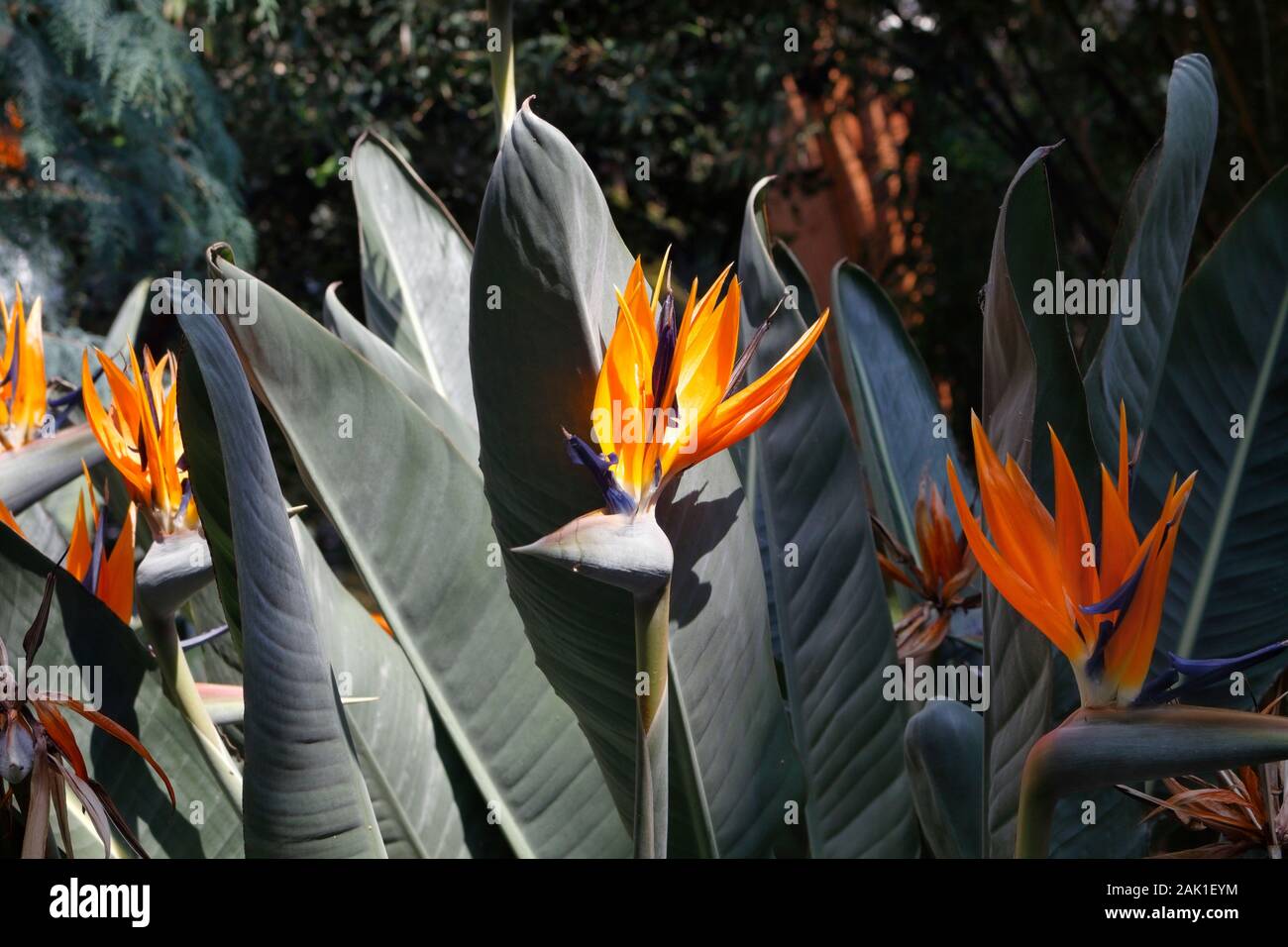 Bird of Paradise flower (Strelitzia Reginae Stock Photo - Alamy