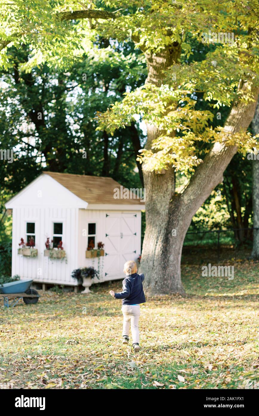 Bark of white box tree hi-res stock photography and images - Alamy