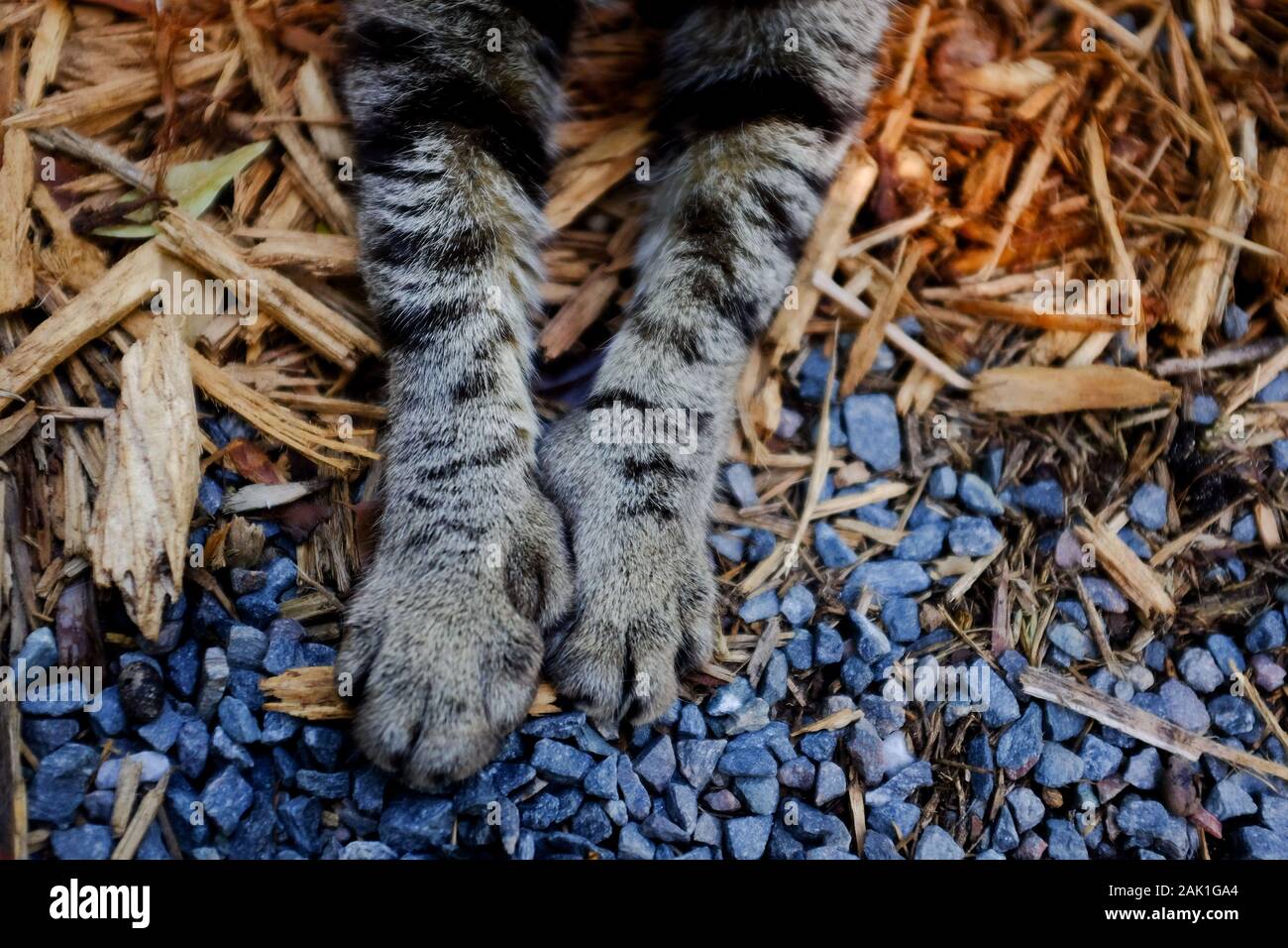 Polydactyl cat from Hemingways house Stock Photo - Alamy