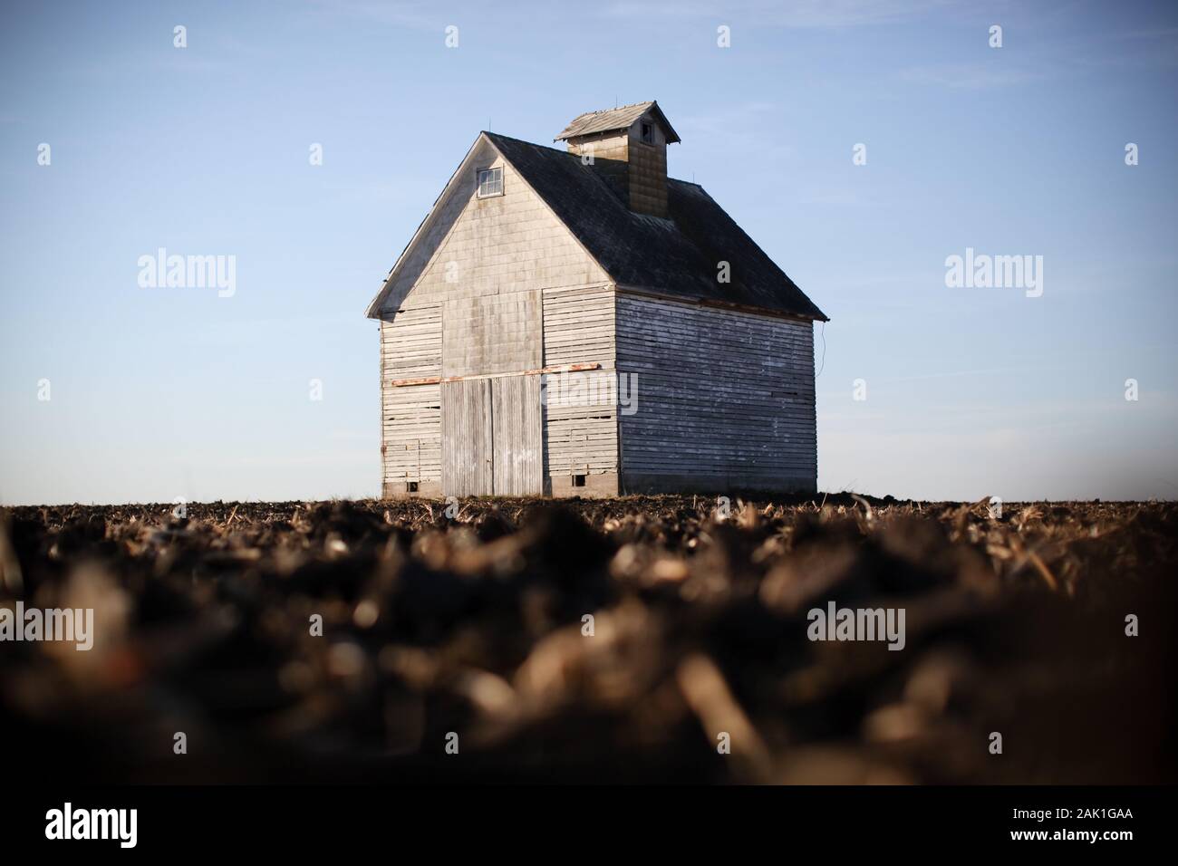 Lone barn in a cornfield Stock Photo - Alamy