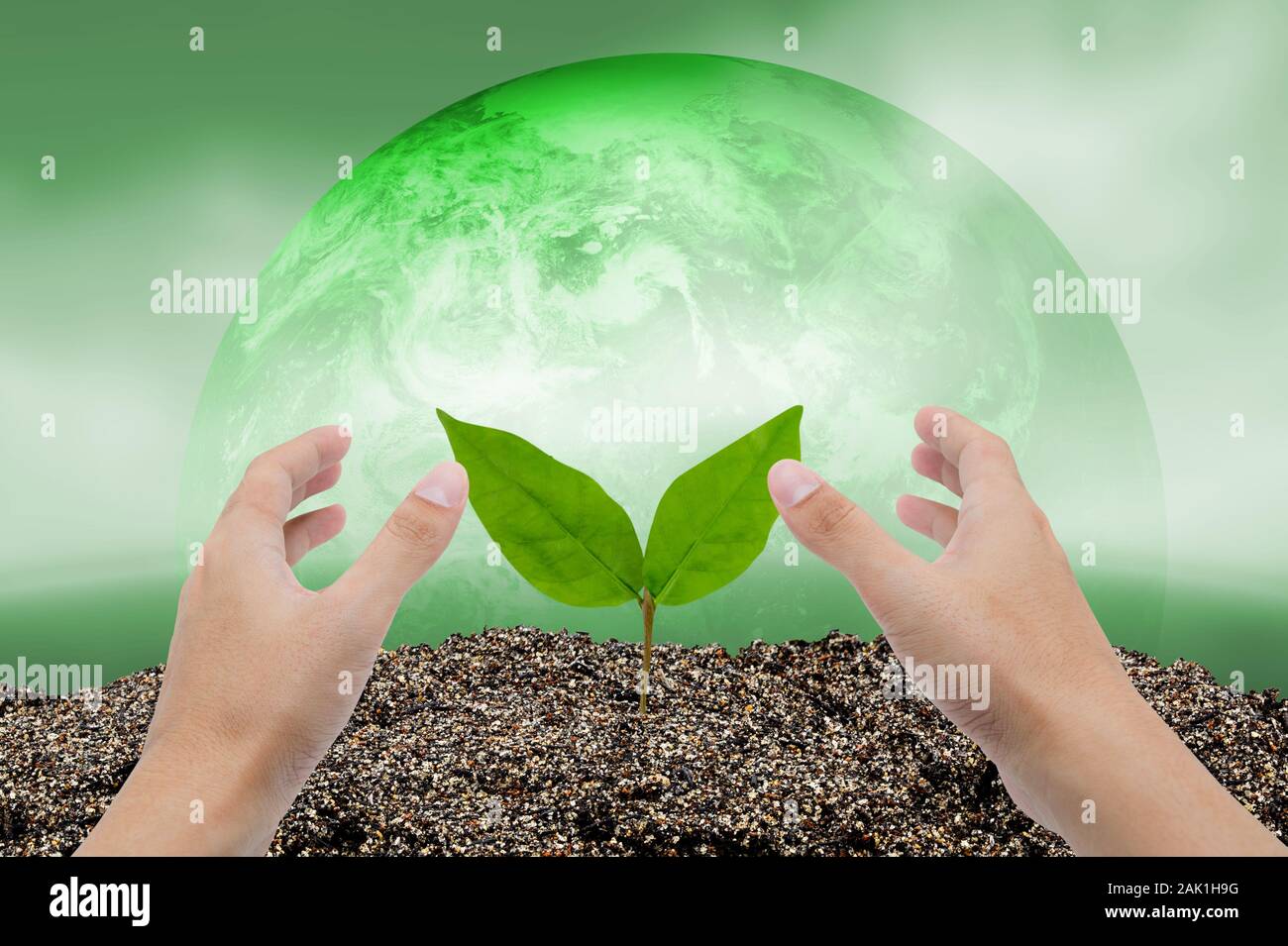 Nurturing tree hi-res stock photography and images - Alamy