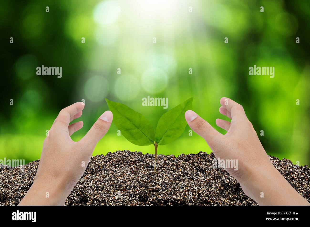 Nurturing tree hi-res stock photography and images - Alamy