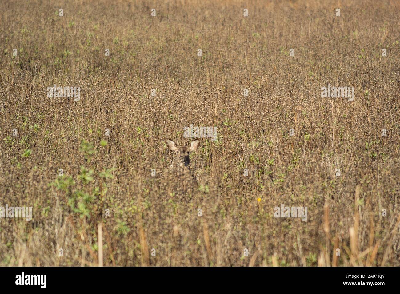 Mule grass hi-res stock photography and images - Alamy