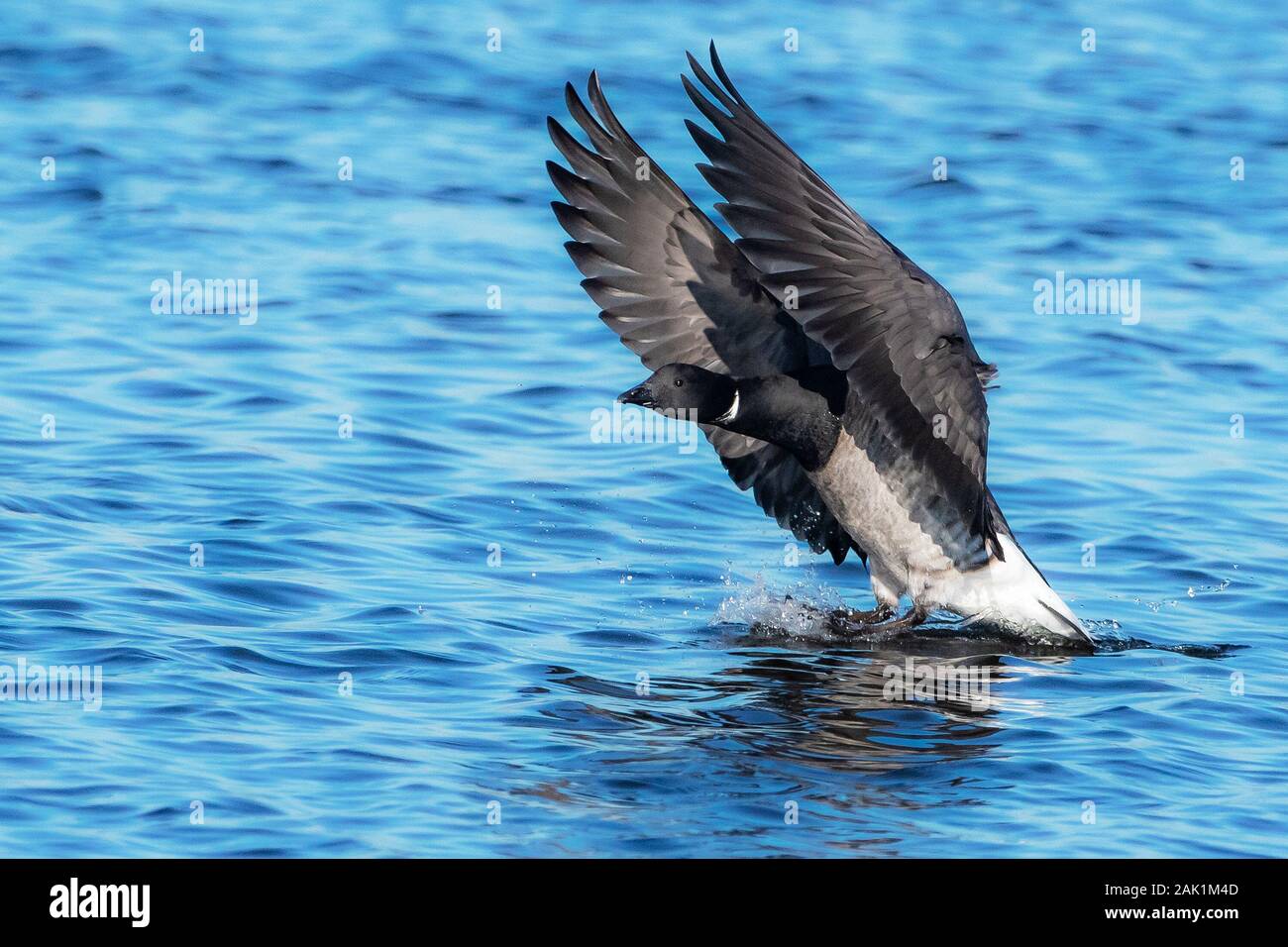 Atlantic goose hi-res stock photography and images - Alamy