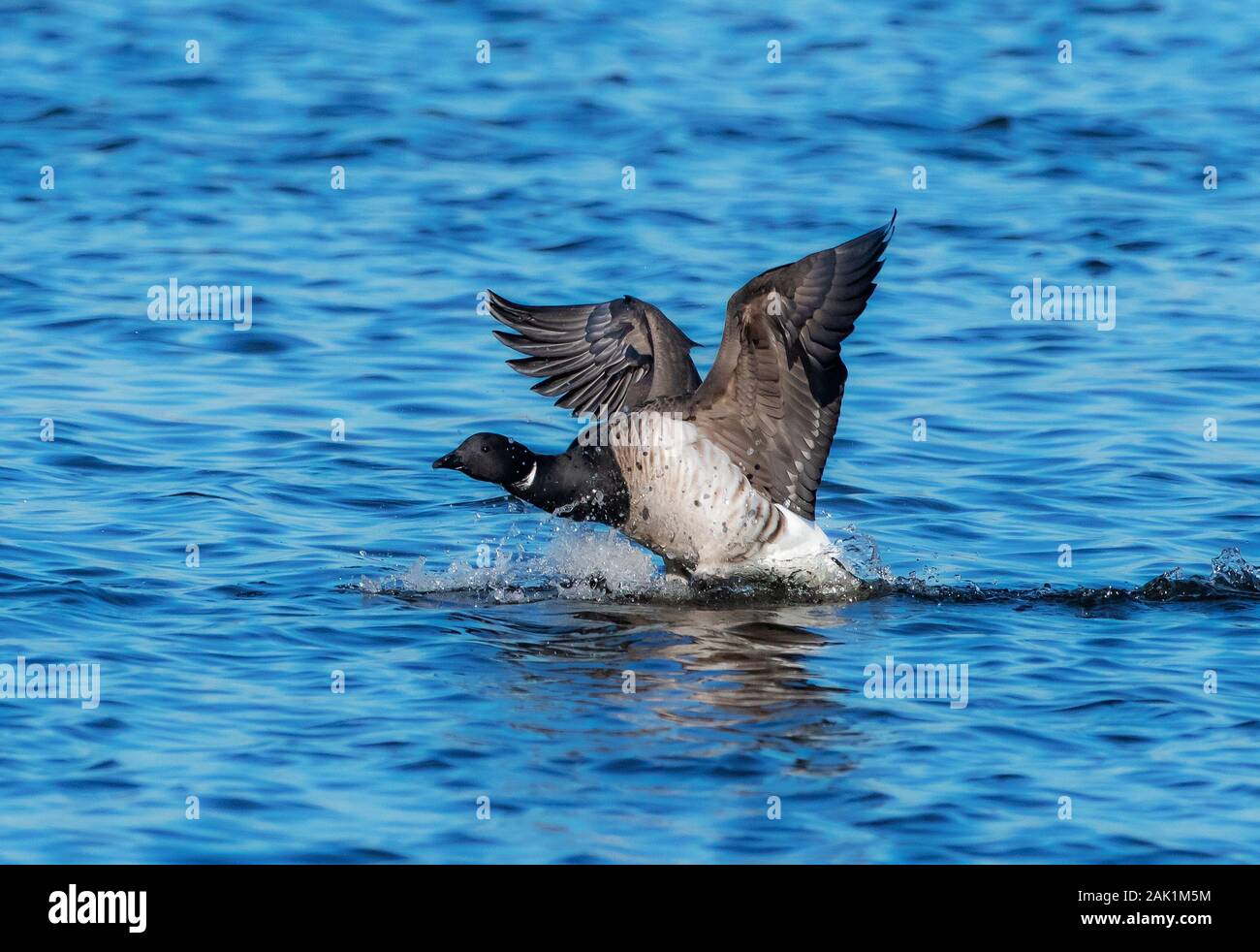 Atlantic pond hi-res stock photography and images - Alamy