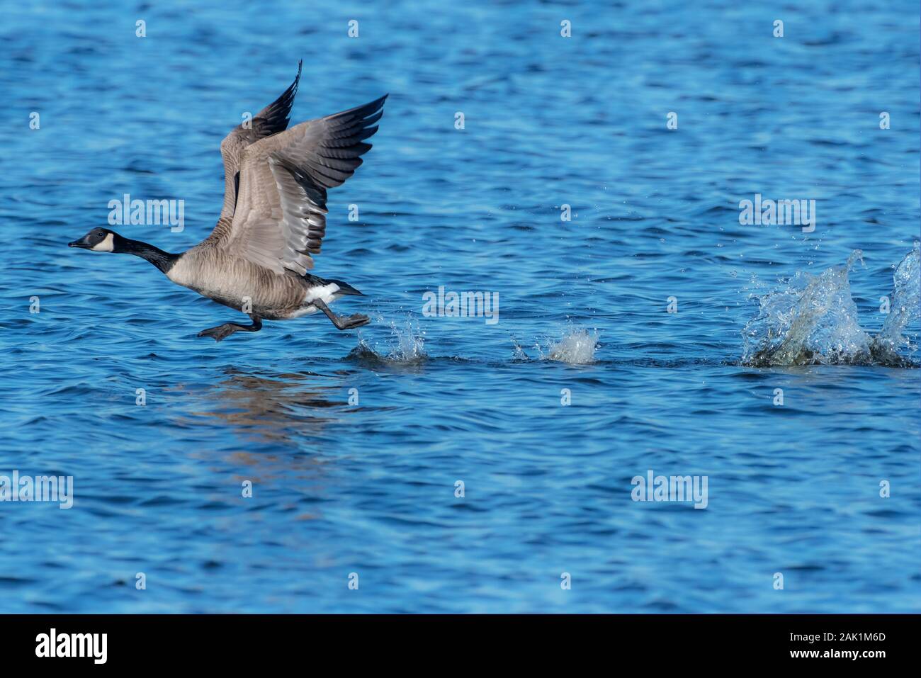 Goose take off hi-res stock photography and images - Alamy