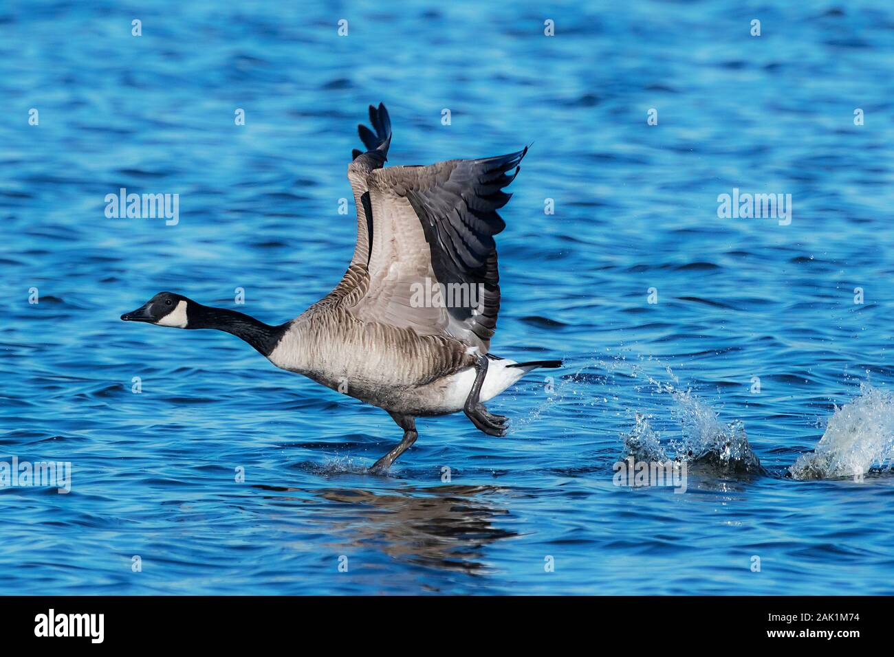 Canada goose running take- off from pond with splashing water Stock ...